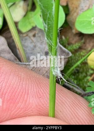 Pacific Woodrush (Luzula comosa Stock Photo - Alamy