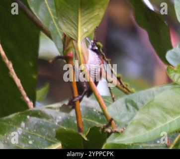 Bay Wren (Cantorchilus nigricapillus Stock Photo - Alamy