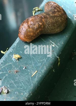 Green Cellar Slug (Limacus maculatus Stock Photo - Alamy