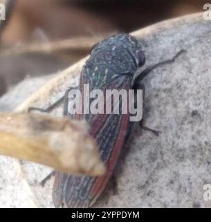 Striped Leafhopper (Cuerna striata Stock Photo - Alamy