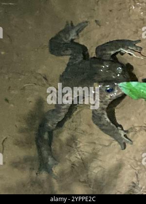 Himalayan Toad (Duttaphrynus himalayanus Stock Photo - Alamy