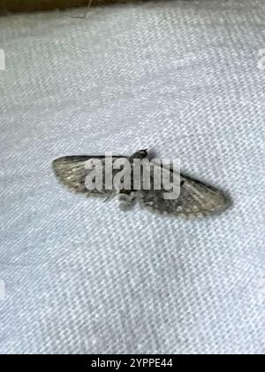 Common Eupithecia Moth (Eupithecia miserulata Stock Photo - Alamy