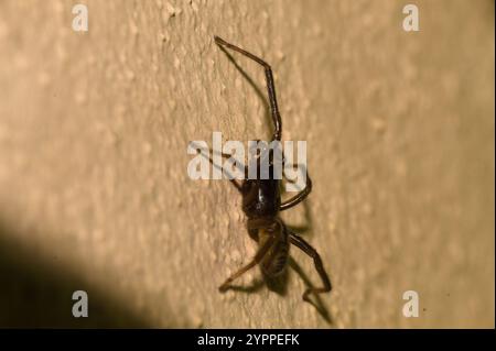 Tube-web Spiders (Ariadna Stock Photo - Alamy