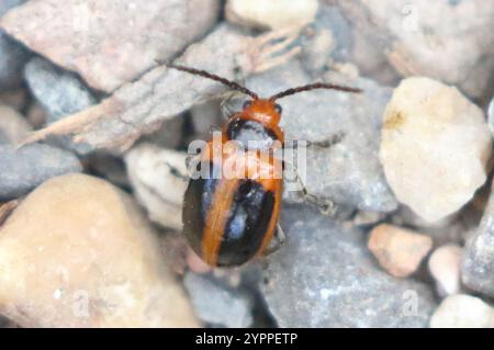 Orange Oides Leaf Beetle (Oides dorsosignata) Insecta Stock Photo - Alamy
