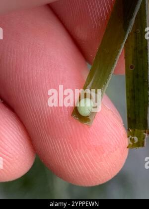Lacuna Snails (Lacuna Stock Photo - Alamy