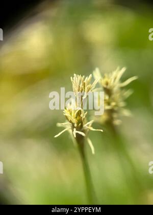 Pennsylvania sedge (Carex pensylvanica Stock Photo - Alamy