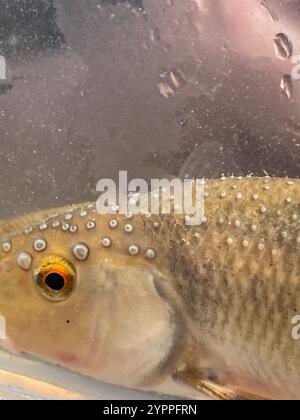 Highland Stoneroller (Campostoma spadiceum Stock Photo - Alamy