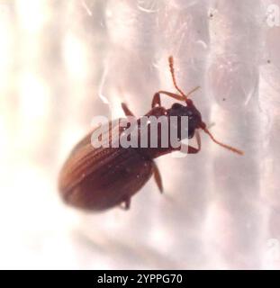 Minute Brown Scavenger Beetles (Latridiidae Stock Photo - Alamy