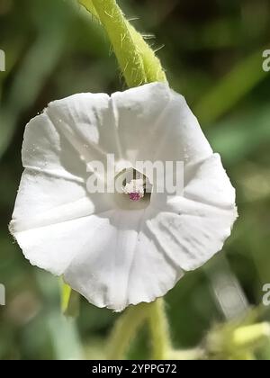 bell vine (Ipomoea plebeia Stock Photo - Alamy