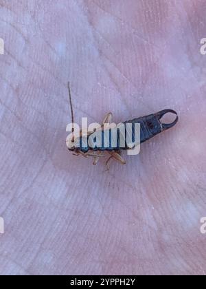 Maritime Earwig (Anisolabis maritima Stock Photo - Alamy