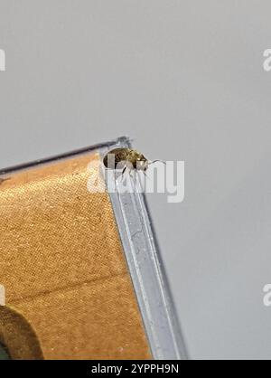 Tobacco Beetle (Lasioderma serricorne Stock Photo - Alamy