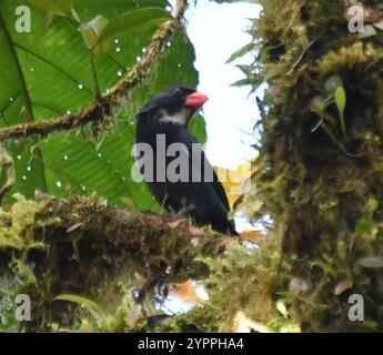 Slate-colored Grosbeak (Saltator grossus Stock Photo - Alamy