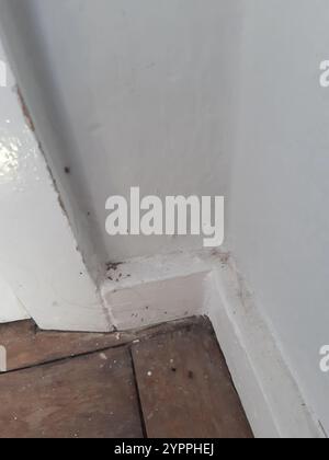 Red House Spider (Nesticodes rufipes Stock Photo - Alamy