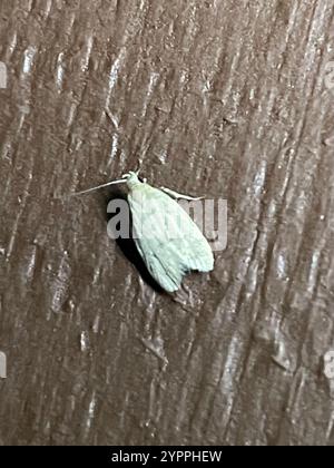 Kyoto Moth (Autosticha kyotensis Stock Photo - Alamy