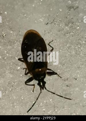 Spruce Cone Bug (Gastrodes abietum Stock Photo - Alamy