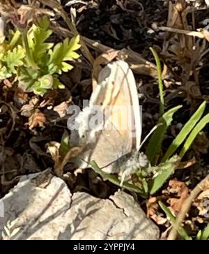 Common Ringlet (Coenonympha california Stock Photo - Alamy
