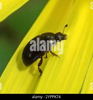 Common Pollen Beetle (Brassicogethes aeneus Stock Photo - Alamy