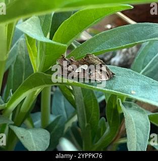 Bilobed Looper Moth (Megalographa biloba Stock Photo - Alamy