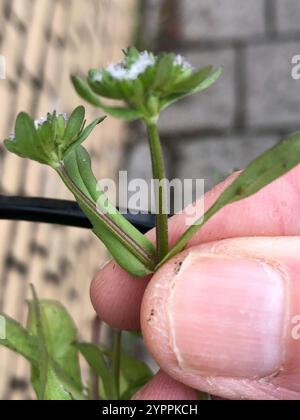 Keeled-fruited Cornsalad (Valerianella carinata Stock Photo - Alamy