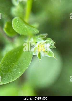 fourleaf manyseed (Polycarpon tetraphyllum Stock Photo - Alamy