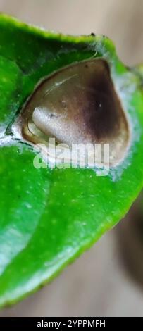 Ground and Ant-mimic Sac Spiders (Corinnidae) Arachnida Stock Photo - Alamy