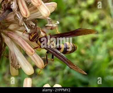 Horse Paper Wasp (Polistes major Stock Photo - Alamy