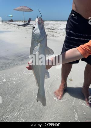 Gulf Kingcroaker (Menticirrhus littoralis Stock Photo - Alamy