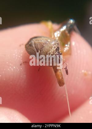 White-spotted Stink Bug (Eysarcoris ventralis Stock Photo - Alamy