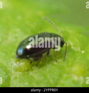 Spurge Flea Beetles (Aphthona Stock Photo - Alamy