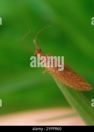 Angular Brunette Lacewing (Micromus angulatus Stock Photo - Alamy