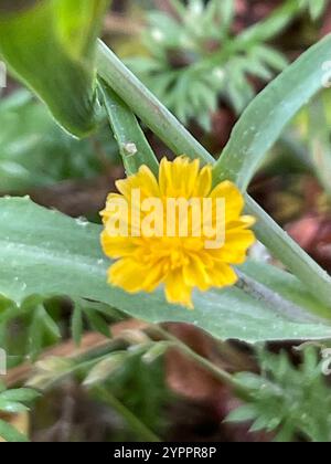 weedy dwarfdandelion (Krigia cespitosa Stock Photo - Alamy