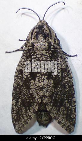 Carpenterworm Moth (Prionoxystus robiniae Stock Photo - Alamy
