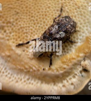 Marbled Fungus Weevil (Euparius marmoreus Stock Photo - Alamy