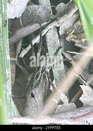 lance wolf spider (Schizocosa avida Stock Photo - Alamy