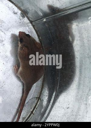 Eastern Pygmy Possum (Cercartetus nana Stock Photo - Alamy