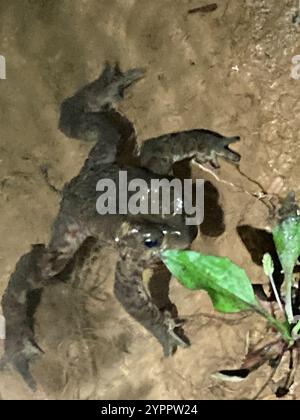 Himalayan Toad (Duttaphrynus himalayanus Stock Photo - Alamy