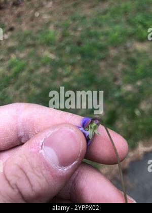 Le Conte's Violet (Viola affinis Stock Photo - Alamy