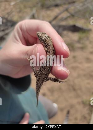(Eremias arguta deserti Stock Photo - Alamy