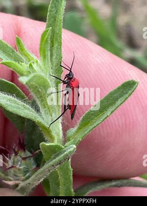 Mountain Laurel Scarlet Mirid (Lopidea major Stock Photo - Alamy