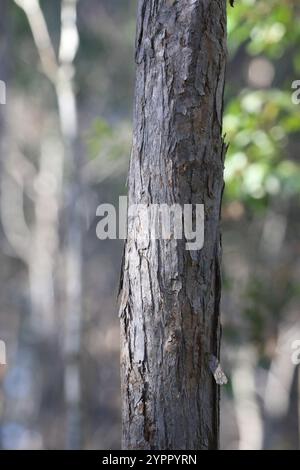 swamp box (Lophostemon suaveolens Stock Photo - Alamy