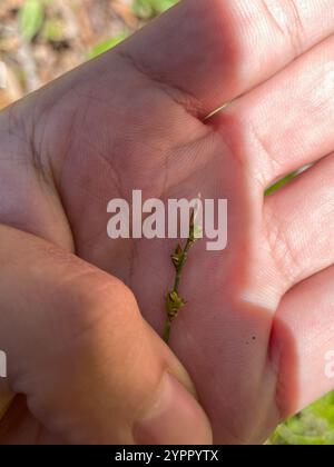 fibrous-rooted sedge (Carex communis) Plantae Stock Photo - Alamy