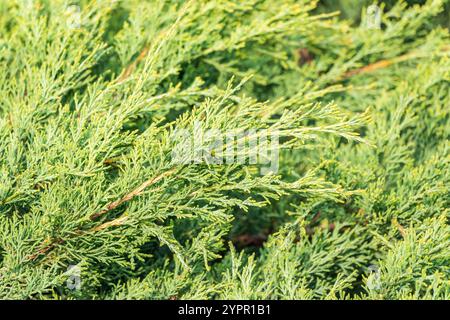 Bright green juniper branches illuminated by the sun. Juniper bush in ...