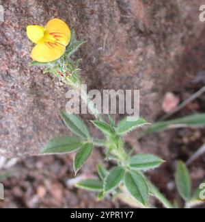 Wild Lucerne (Stylosanthes fruticosa Stock Photo - Alamy