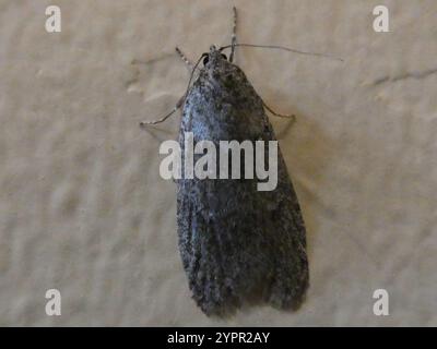 Flat-bodied moths (Depressariidae Stock Photo - Alamy