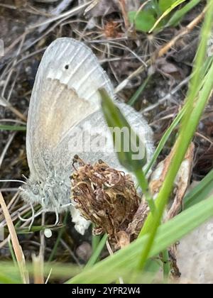 Common Ringlet (Coenonympha california Stock Photo - Alamy