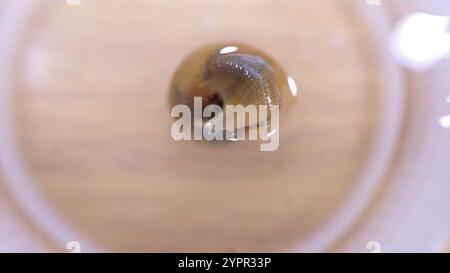 Ramshorn snails (Planorbidae Stock Photo - Alamy
