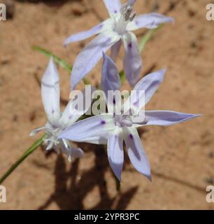 Pleated Kabong (Lapeirousia plicata plicata Stock Photo - Alamy