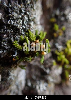 Smooth Bristle-moss (Lewinskya striata), Plantae, Courtenay, BC, Canada ...