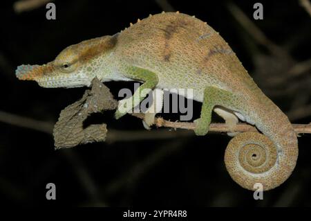 Mount Amber Blue-nosed Chameleon (Calumma linotum Stock Photo - Alamy