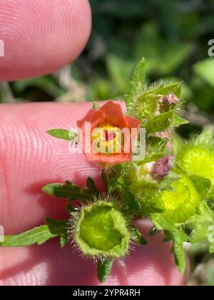Carolina Bristlemallow (Modiola caroliniana Stock Photo - Alamy